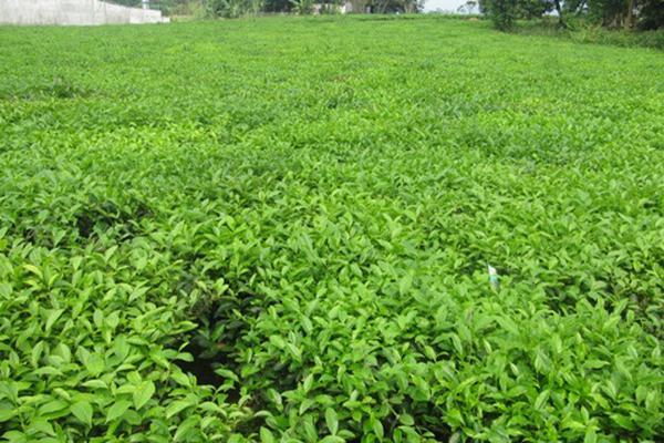Lào Cai đạt gần 4.600 ha chè