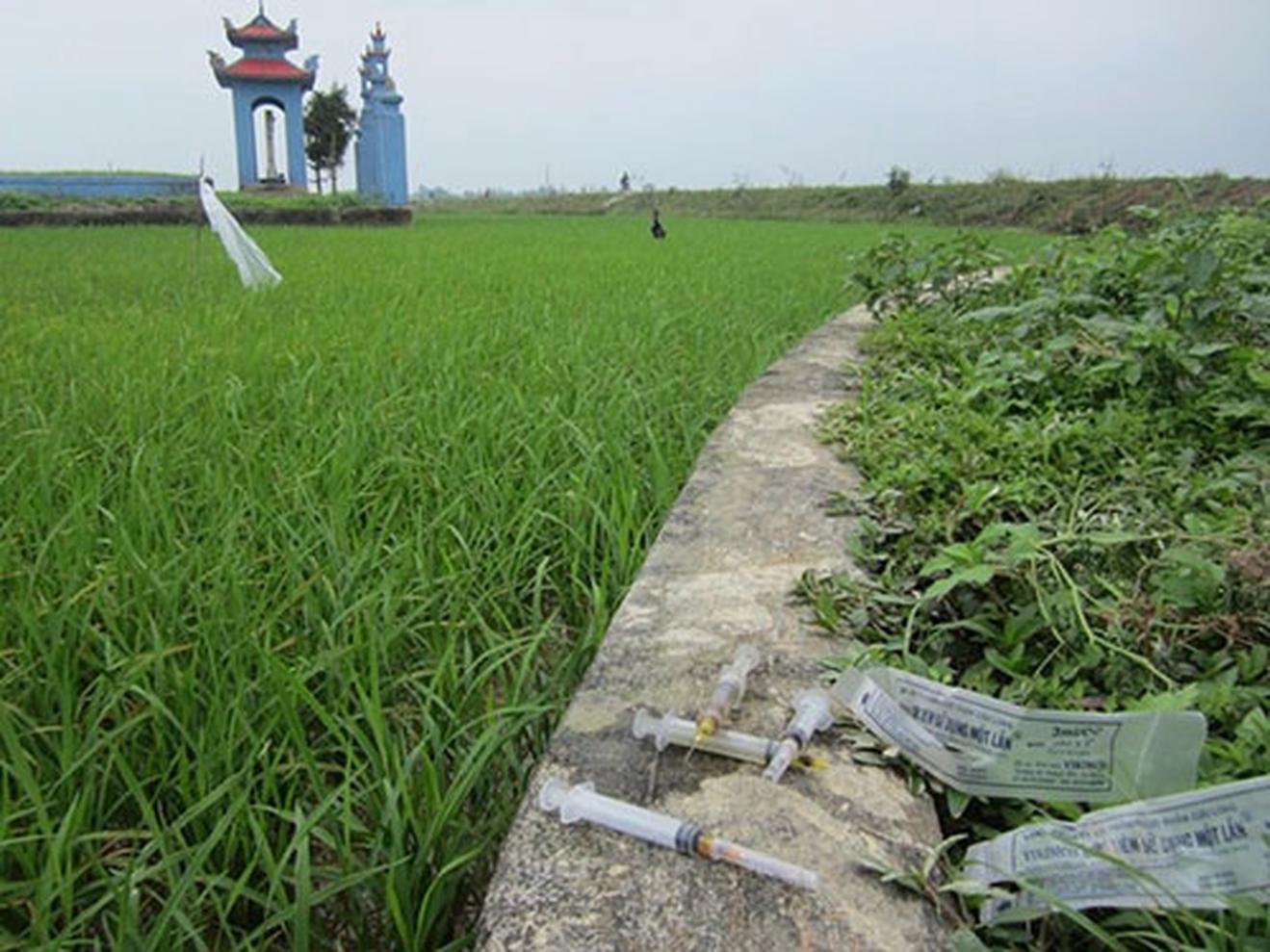 Nông dân hoang mang vì kim tiêm vương máu đầy đồng