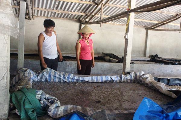 Hàng trăm tấn sứa gây ô nhiễm cần “giải phóng”