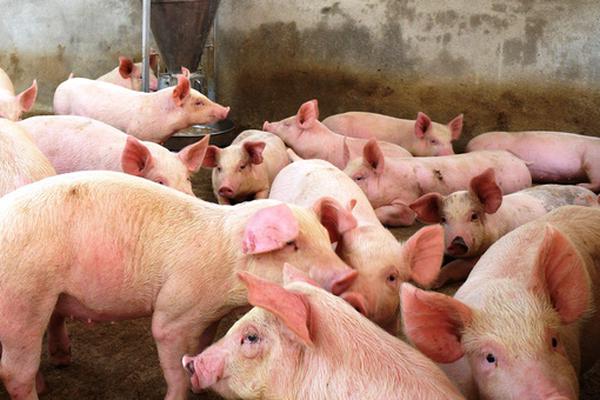 UBND tỉnh Đồng Nai chấp thuận lập 4 chốt kiểm soát heo dịch bệnh
