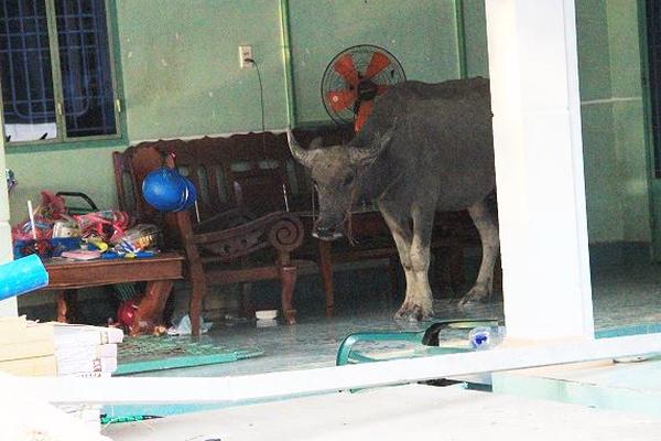 'Trâu điên' húc nhiều người nhập viện ở Bình Dương